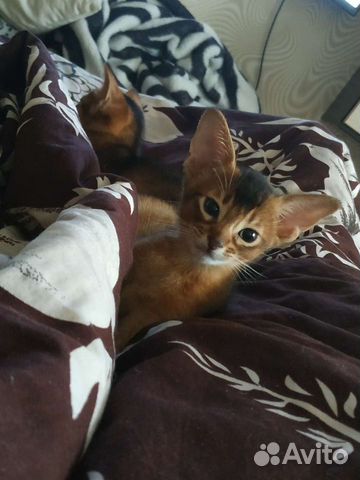 Абиссинские котята