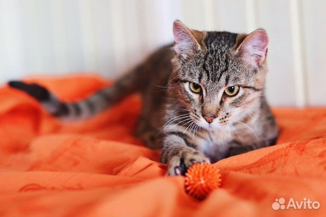 Ласковый Тигра Котик 6 мес