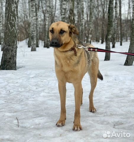 Чудесный пес Лео ждет вас в приюте