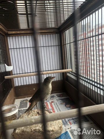 Соловей восточный