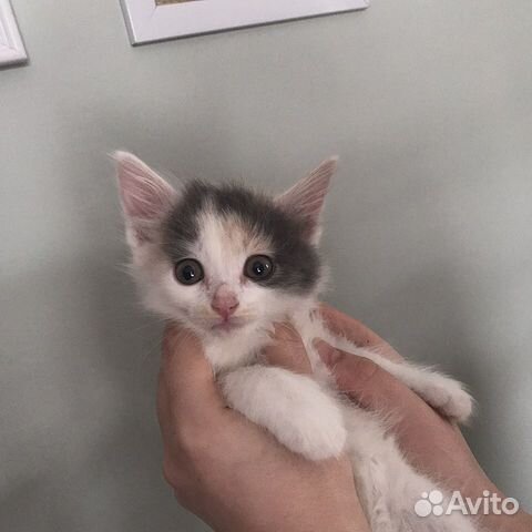 Котята ищут дом, отдам в хорошие руки