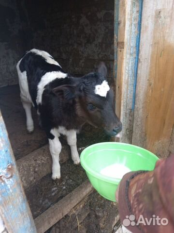 Продается тёлочка