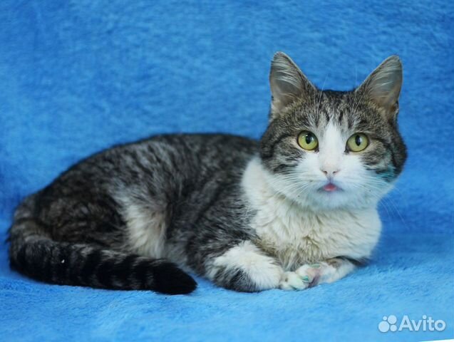 Ищем семью для очень милого котика Мурзика