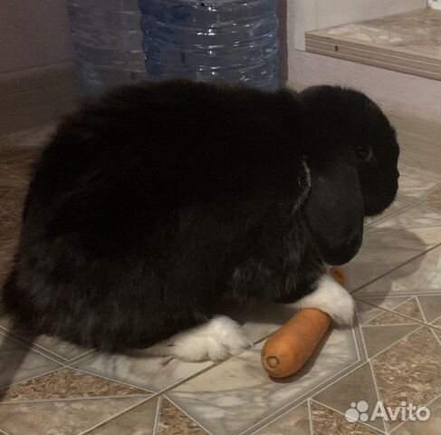 Кролик карликовый баран