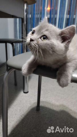 Британская