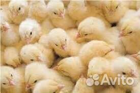 Цыплята декалб уайт