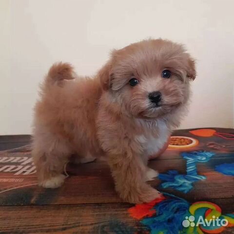 Щенок мальтипу ф1. Мальчик