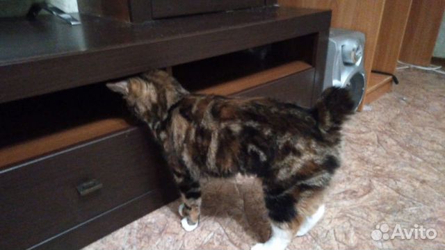 Курильские бобтейлы