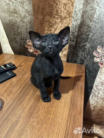 Ориентальный котенок