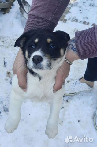 Собаки бесплатно в добрые руки щенки