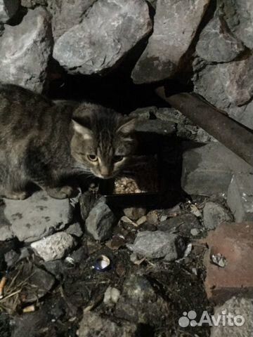 Камышовый котик