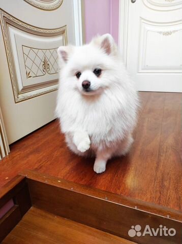 Шпиц белый для вязки