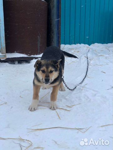 Небольшой пес в добрые руки
