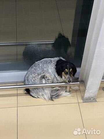 Найдена собака потеряшка