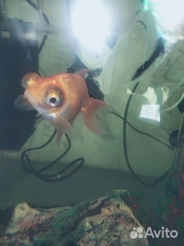 Живая рыба