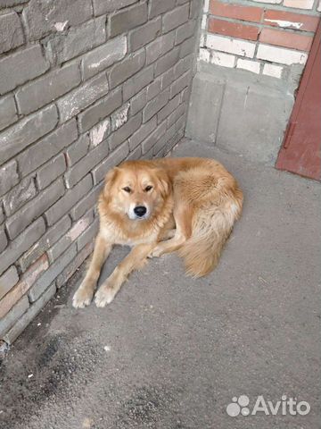 Собака на улице в добрые руки