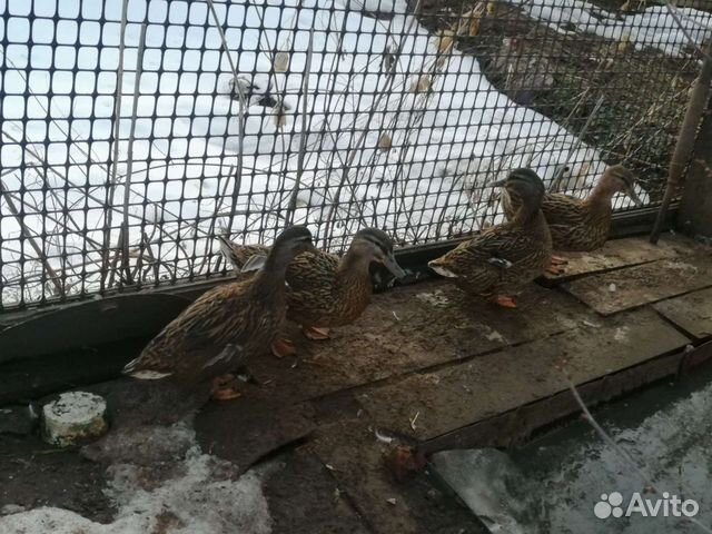 Утки подсадные для охоты