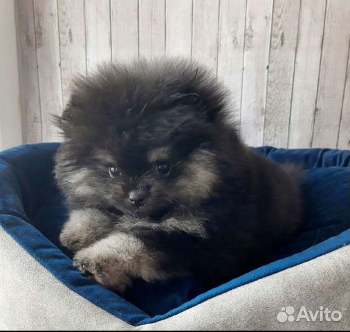 Померанский шпиц Кокос