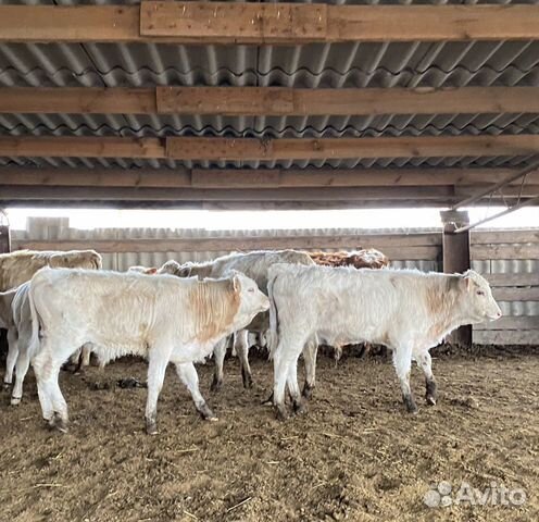 Продаются бычки симменталы