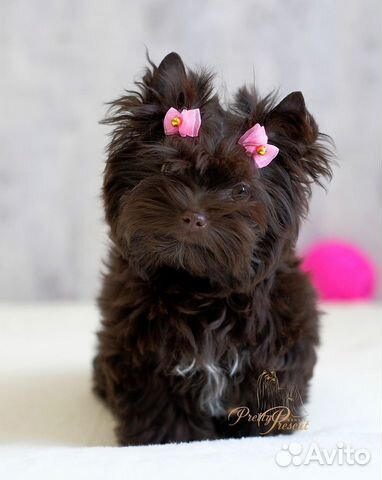 Мини девочка, шоколадный йорк