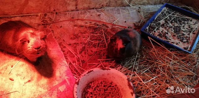 Морская свинка