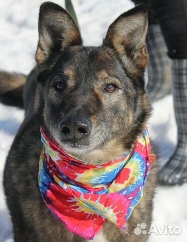 Безымянный пёс пропадает в приюте