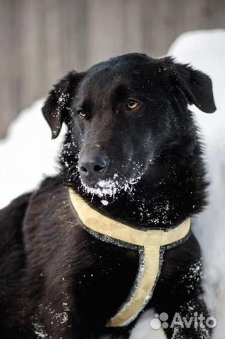 Купер ищет семью