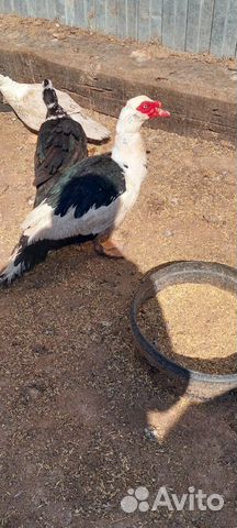 Индоутак, и питухов