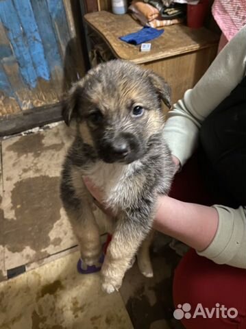 Шенки овчарки бесплатно