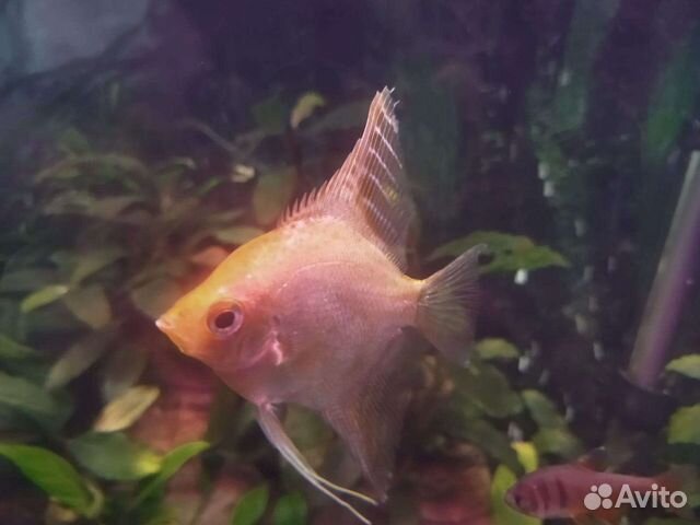 Скалярия обмен