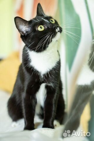 Ласковая кошечка в дар