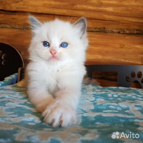 Котята рэгдолл. Мальчики и девочка