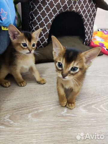 Абиссинские котята