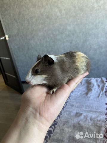 Морская свинка