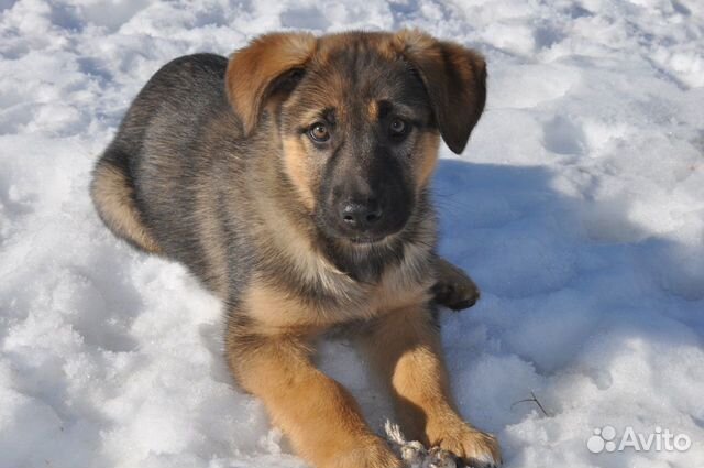 Щенок маламут (метис)