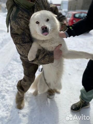 Собака в добрые руки