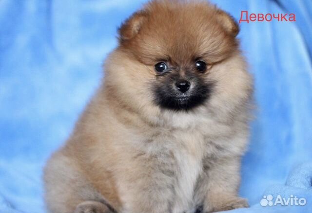 Померанский шпиц мини