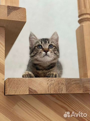 Кошки в добрые руки бесплатно