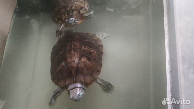 Продам красноухих черепах