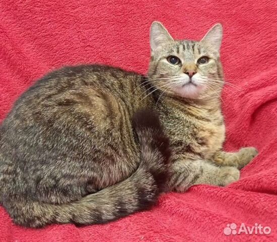 Кошка Бенгалка