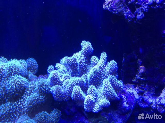 Саркофитон