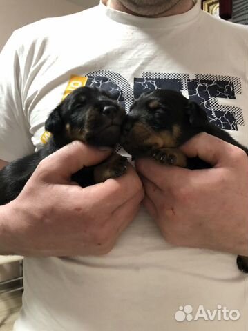 Щенки ягдтерьера