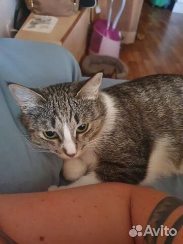 Кошка Мальвина