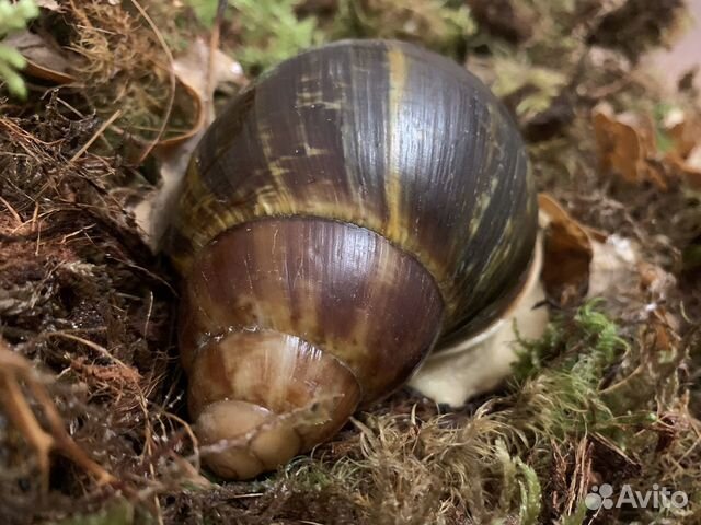 Веселые мордашки Бенины