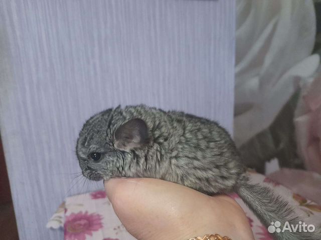 Шиншилла