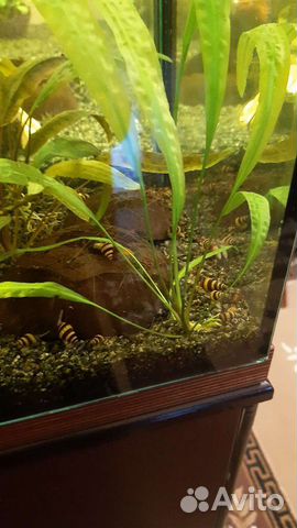 Улитка Хелена