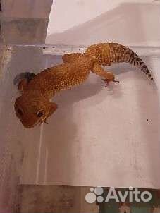 Эублефар с террариумом