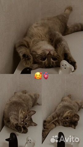 Кошка на вязку
