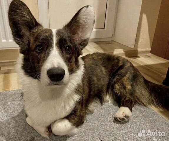 Щенки корги кардиган