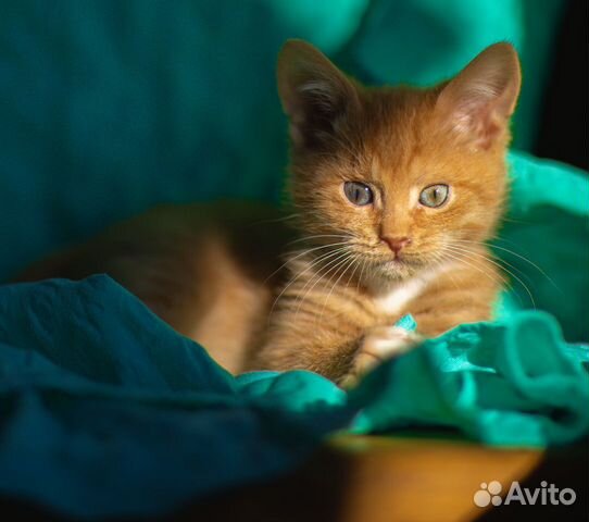 Милый апельсинкин